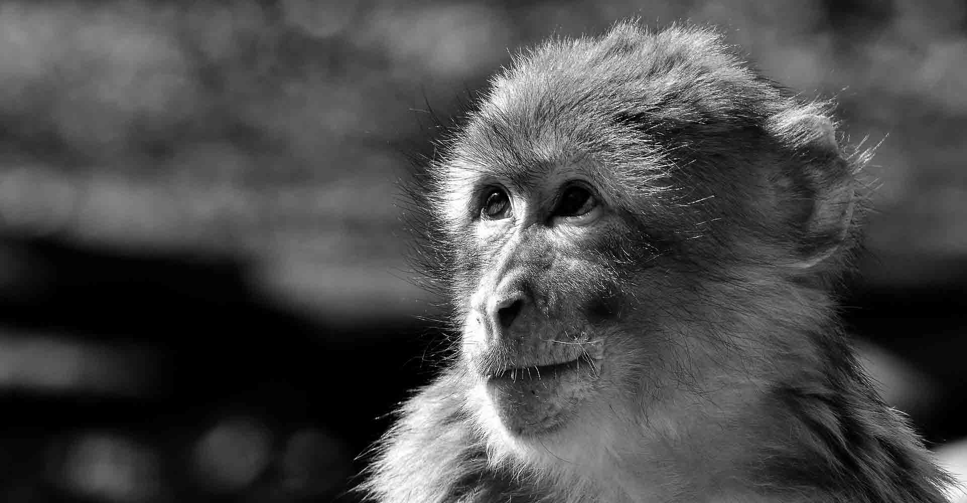 Non-Human Primate Solutions - Eye-Tracking Research - SR Research