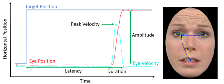 Eye Tracking Terminology - Eye Movements - Fast, Accurate, Reliable Eye ...