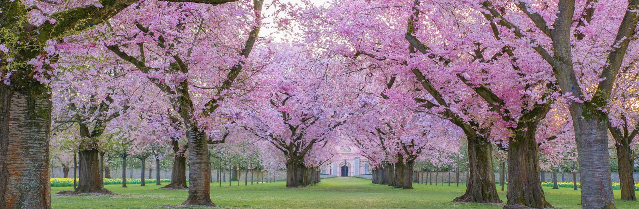 Eye-Tracking, MEG, and Visual Search - Fast, Accurate, Reliable Eye ...